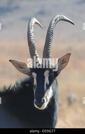 the sabre horned antelope Stock Photo - Alamy