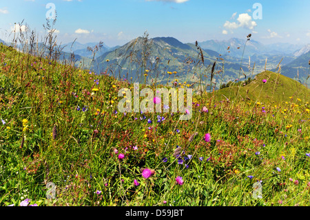 Swiss Alps Alpine Wild Flowers Rigi Switzerland Stock Photo - Alamy
