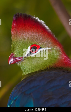Portrait of Fischer's Turaco Stock Photo - Alamy