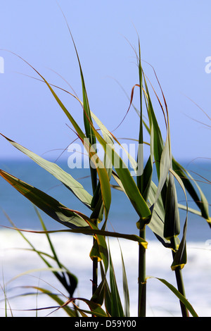 green beach seaside the beach seashore reed sweden grasses meadow grass ...