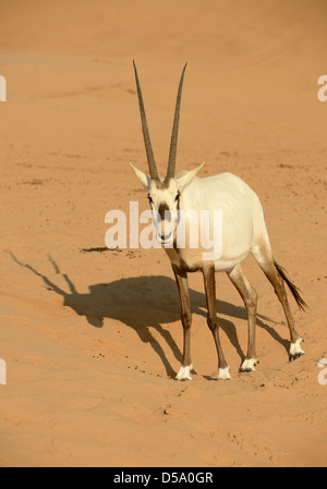 Arabian Oryx at Al Maha Desert Resort in Dubai, UAE Stock Photo - Alamy