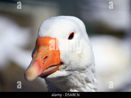 White goose head close up Stock Photo - Alamy