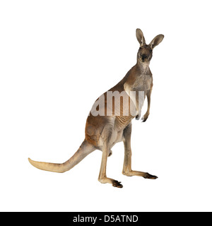 Side profile of a kangaroo in a zoo Stock Photo - Alamy