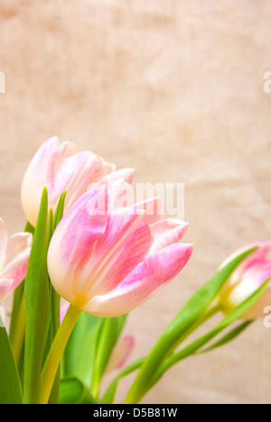 Pastel pink tulip flowers bouquet on pink background. Flat lay, top ...
