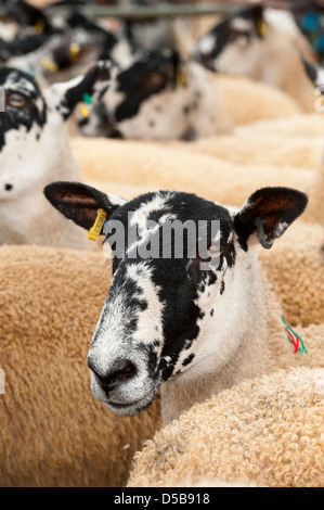 Mule yearling ewe at a breeding sale. UK Stock Photo - Alamy