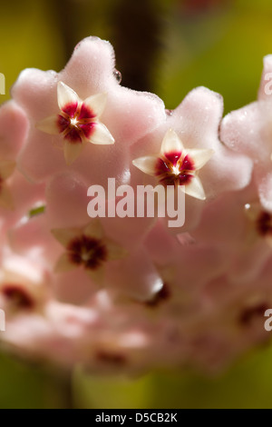 Star shape flower, Hoya Carnosa, also known as porcelain flower or wax ...