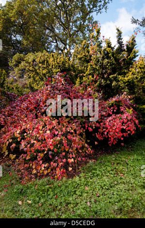 The red autumn leaves of Disanthus cercidifolius tree, the Redbud Hazel ...