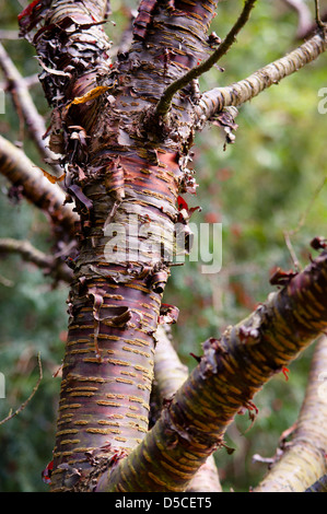 Prunus Rufa, Himalayan cherry tree bark Stock Photo - Alamy