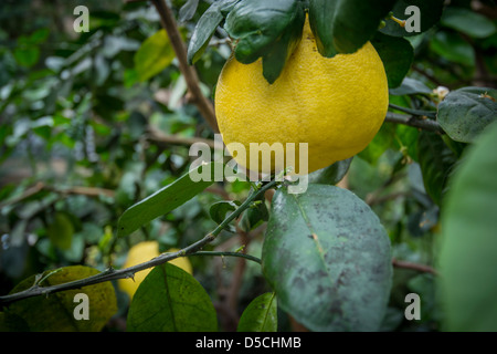Closeup of yellow grapefruit on the tree in a garden Stock Photo - Alamy