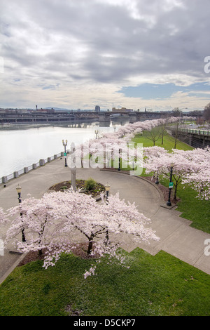 Cherry Blossoms Trees along Portland Waterfront Stock Photo - Alamy