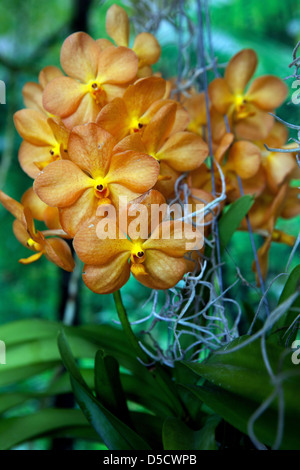 A yellow orchid blooming in the garden Stock Photo - Alamy