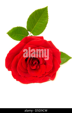 Elegant floral collection with isolated leaves and flowers, hand drawn ...