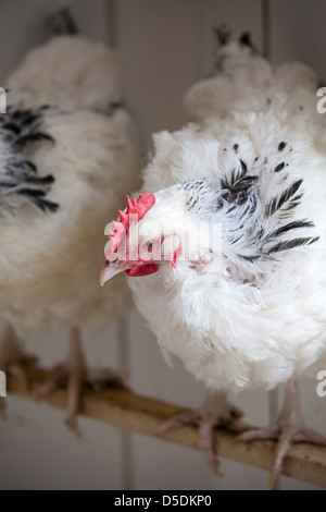 Chicken, Geithus, Norway, Europa Stock Photo - Alamy