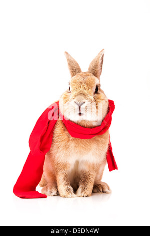 funny rabbit posing on a white background Stock Photo - Alamy