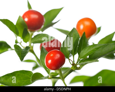 Red Cherry plant Stock Photo - Alamy