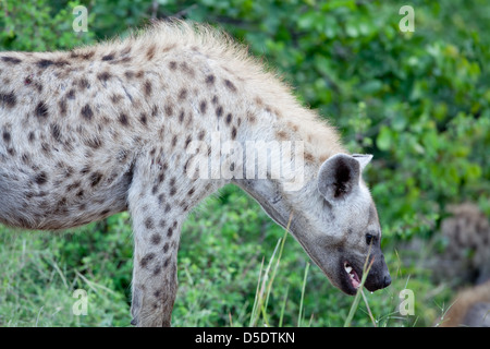 Spotted Hyena. South Africa, Kruger's National Park Stock Photo - Alamy