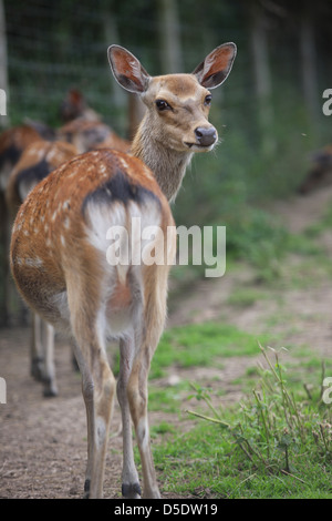 Captive Japanese Sika deer Cervus nippon Stock Photo - Alamy