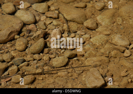 tadpole swimming in a pool near the river Stock Photo - Alamy