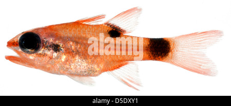 FLAMEFISH APOGON MACULATUS Stock Photo - Alamy