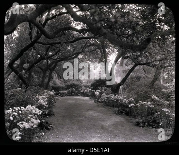 This image shows an unidentified garden, captured in a historical ...