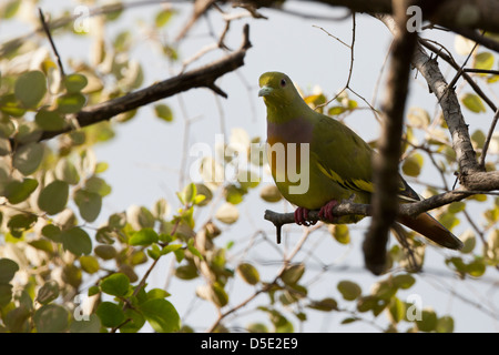Orange-breasted Pigeon (Treron bicinctus javanus), male in a tree in ...