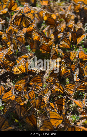 Monarch Butterflies, Michoacan, Mexico Stock Photo - Alamy