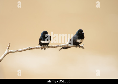 A White-chested Swift sitting on a branch(Cypseloides lemosi Stock ...