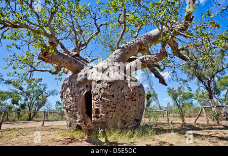 Australia, Western Australia, Derby, Prison Baob Tree Stock Photo - Alamy