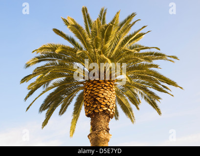 The photo shows tit on a branch Stock Photo - Alamy