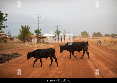 Cattle in Ghana Stock Photo - Alamy