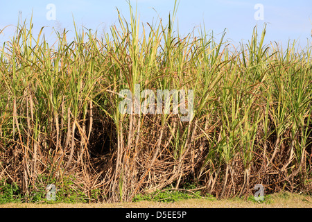 USA, Florida, Sugar cane field Stock Photo - Alamy