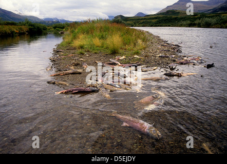 Dead and Dying Salmon in a Spawning Stream near Valdez, Alaska Stock ...