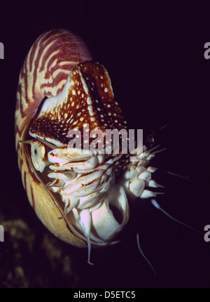Chambered Nautiluses, Nautilus pompilius, Cephalopoda, Nautilida ...