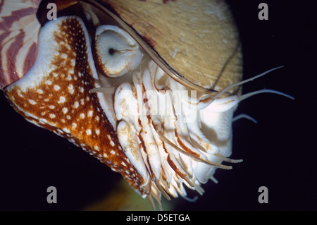 Chambered Nautiluses, Nautilus pompilius, Cephalopoda, Nautilida ...