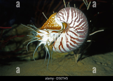Chambered Nautiluses, Nautilus pompilius, Cephalopoda, Nautilida ...