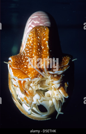 Chambered Nautiluses, Nautilus pompilius, Cephalopoda, Nautilida ...