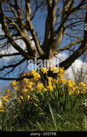 Daffodils blooming at Eastrop Park in Basingstoke, Hampshire, during ...