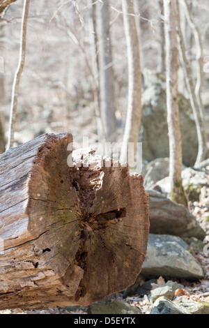 Spring time in a forest. Rotting bark of a tree with mushrooms lies in ...