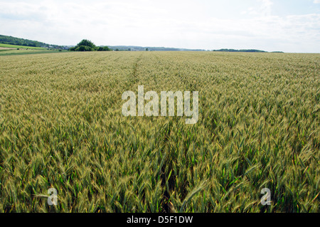 Photo of fully grown grain Stock Photo - Alamy