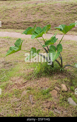 Taro dasheen or cocoyam Colocasia esculenta var antiquorum maturing ...