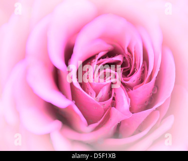 Close-up macro photograph of red cactus flower buds surrounded by ...