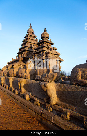 Sculptures of Nandi Bull around ancient Shore Temple at Mahabalipuram ...