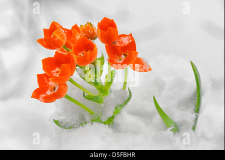 Ornithogalum flower in the garden, macro Stock Photo - Alamy
