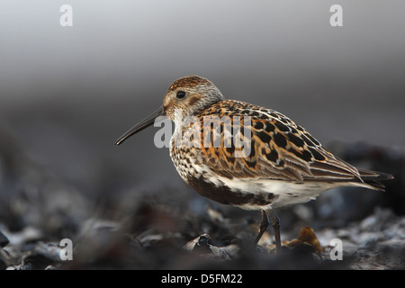 Dunlin (Calidris alpina) in summer plumage, Shetland Islands, UK Stock ...