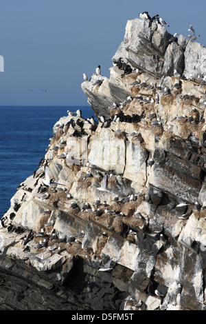 Puffins, razorbills and black-legged kittiwakes nesting in cliff at ...