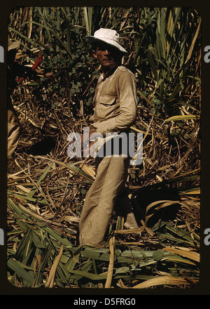 FSA borrower and participant in the sugar cane cooperative, Rio Piedras ...