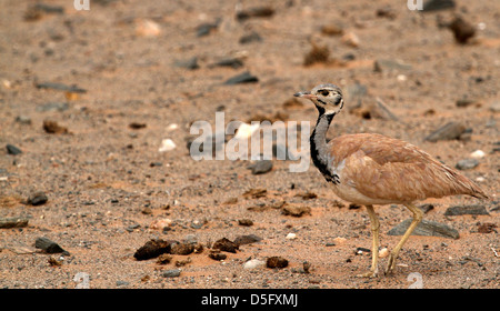 Rüppell's Korhaan or Rüppell's Bustard (Eupodotis rueppellii), Etosha ...
