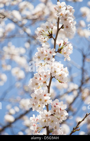 Sakura flowers on a spring day Stock Photo - Alamy
