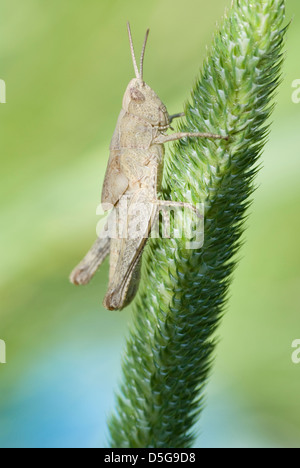 A green grasshopper sits on the grass, he is ready to jump. Side view ...