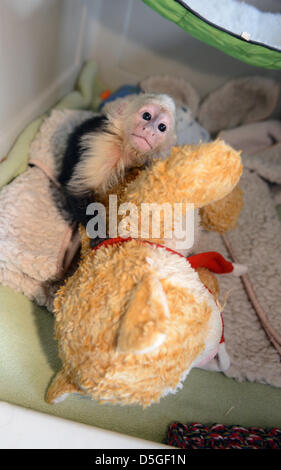 The monkey Mally of Canadian singer Justin Bieber sits on a stuffed toy ...